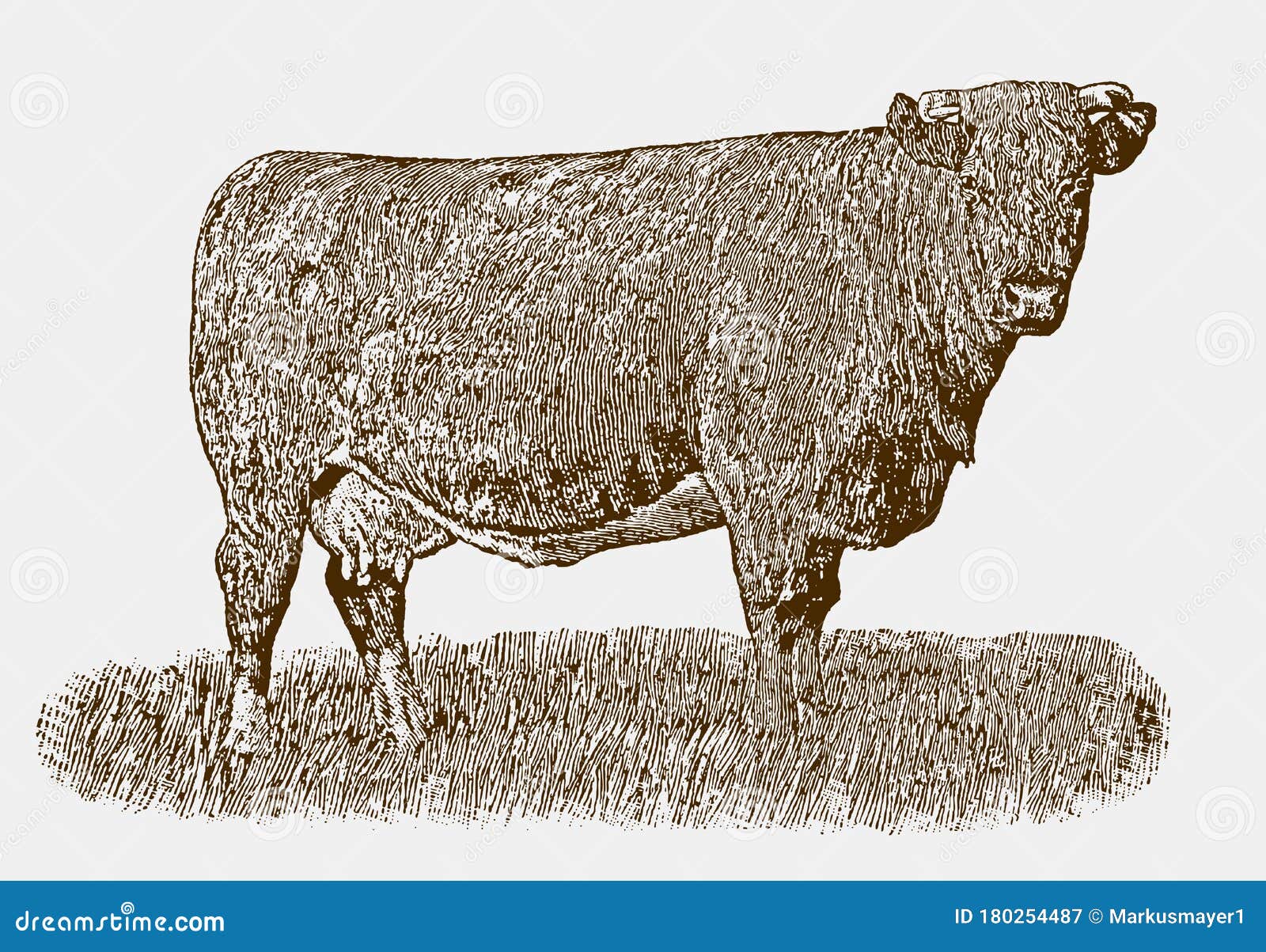 Strong Cow Of A Historical Cattle Breed From The 19th Century Cartoon ...
