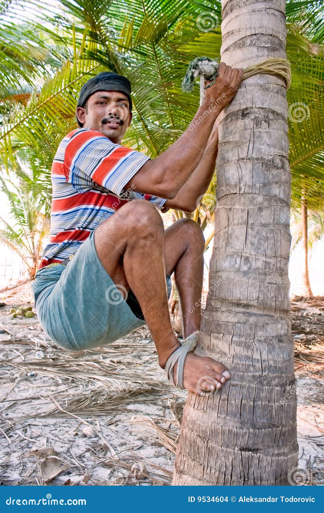 Strong Deft Man are Climbing on Coconut Tree Stock Photo - Image of ...
