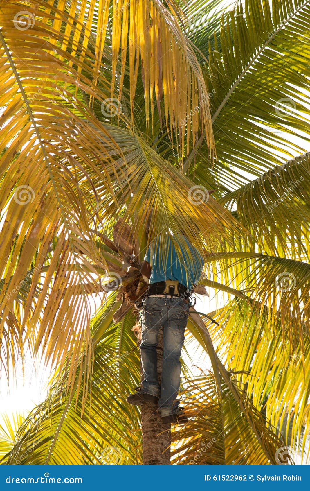 Strong Deft Man Picking Coconut Editorial Photography - Image of picker ...