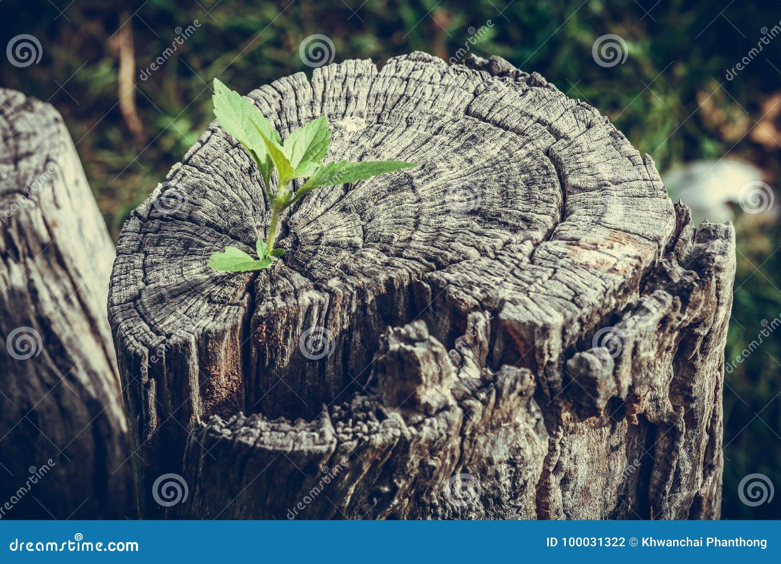 Strong and Development As Business and Success Concept, Small Tree ...