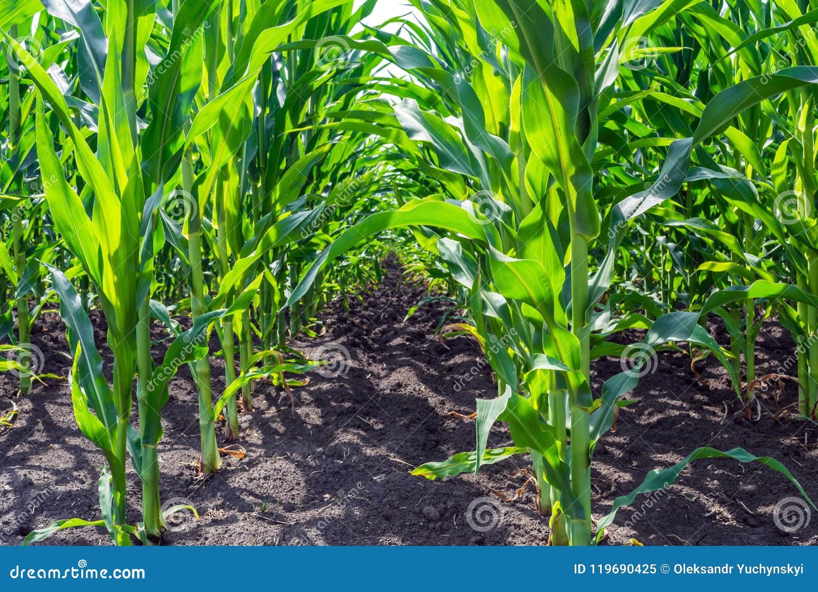 Strong, Even Corn Plants on the Field, in the Phase of the Formation of ...