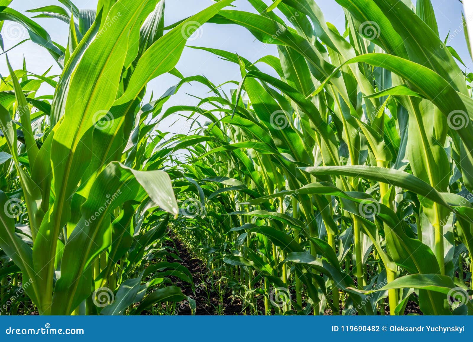 Strong, Even Corn Plants On The Field, In The Phase Of The Formation Of ...