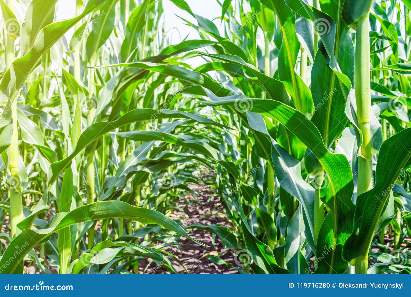 Strong, Even Corn Plants On The Field, In The Phase Of The Formation Of ...