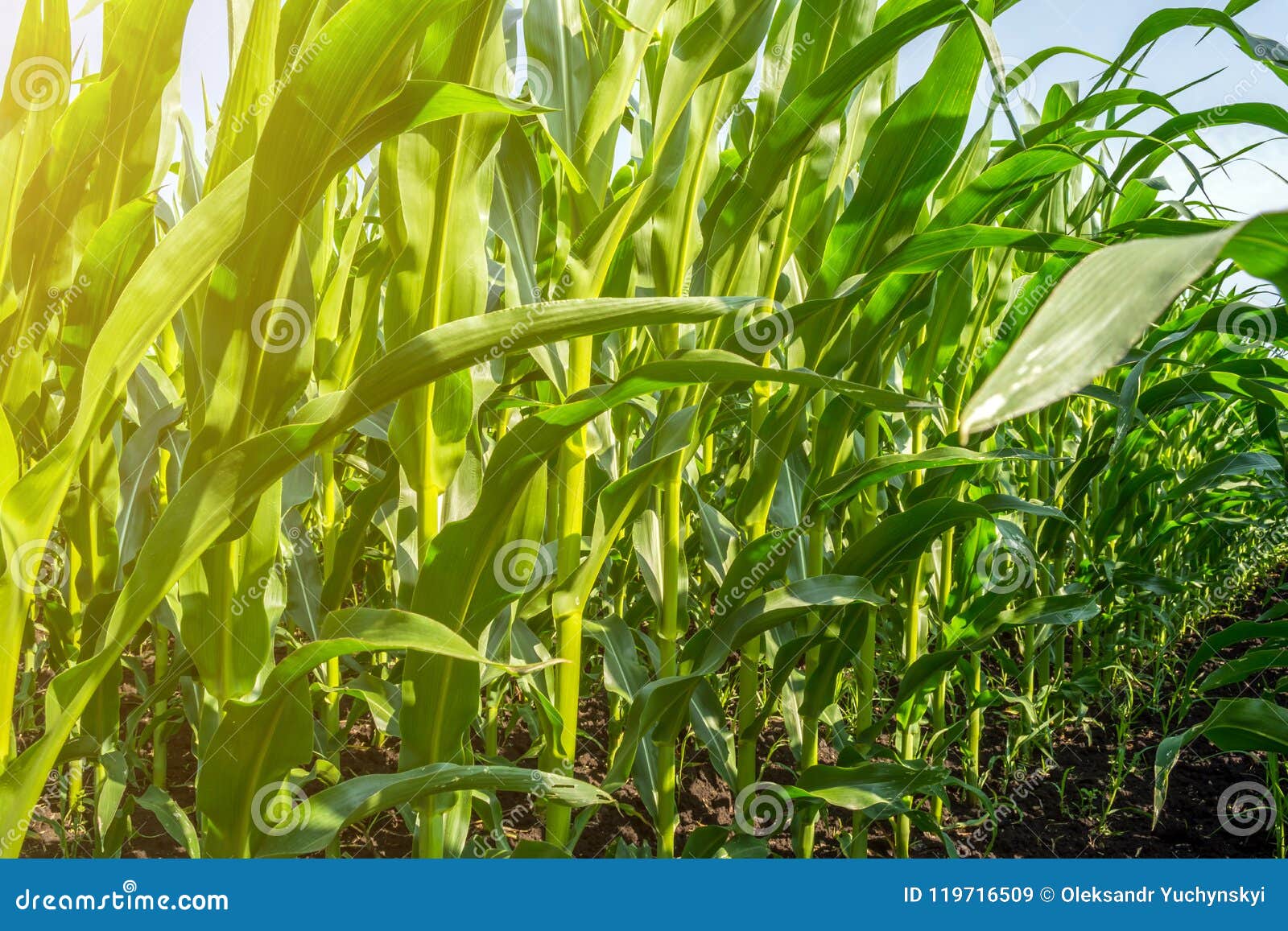 Strong, Even Corn Plants On The Field, In The Phase Of The Formation Of ...