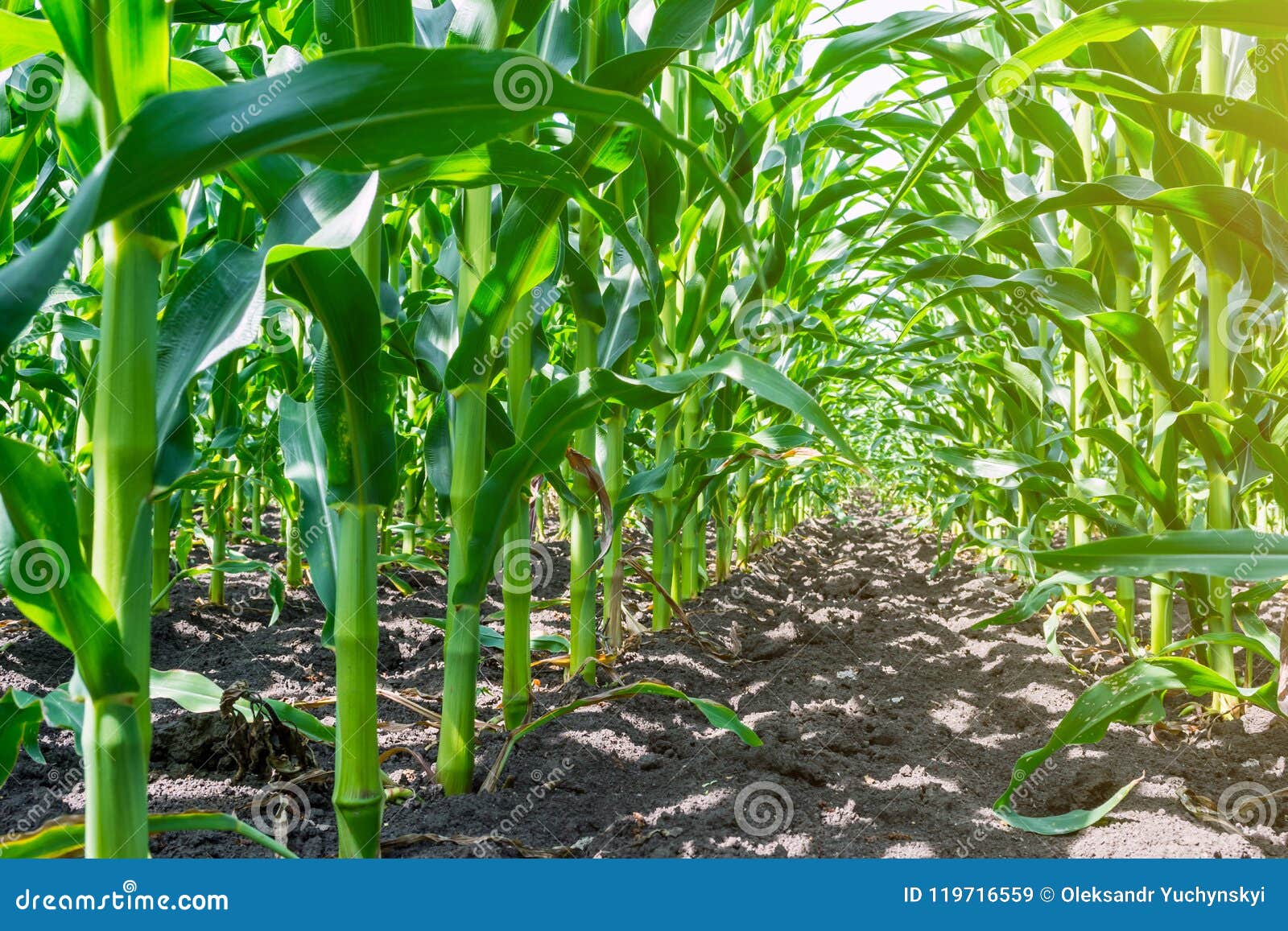 Strong, Even Corn Plants On The Field, In The Phase Of The Formation Of ...