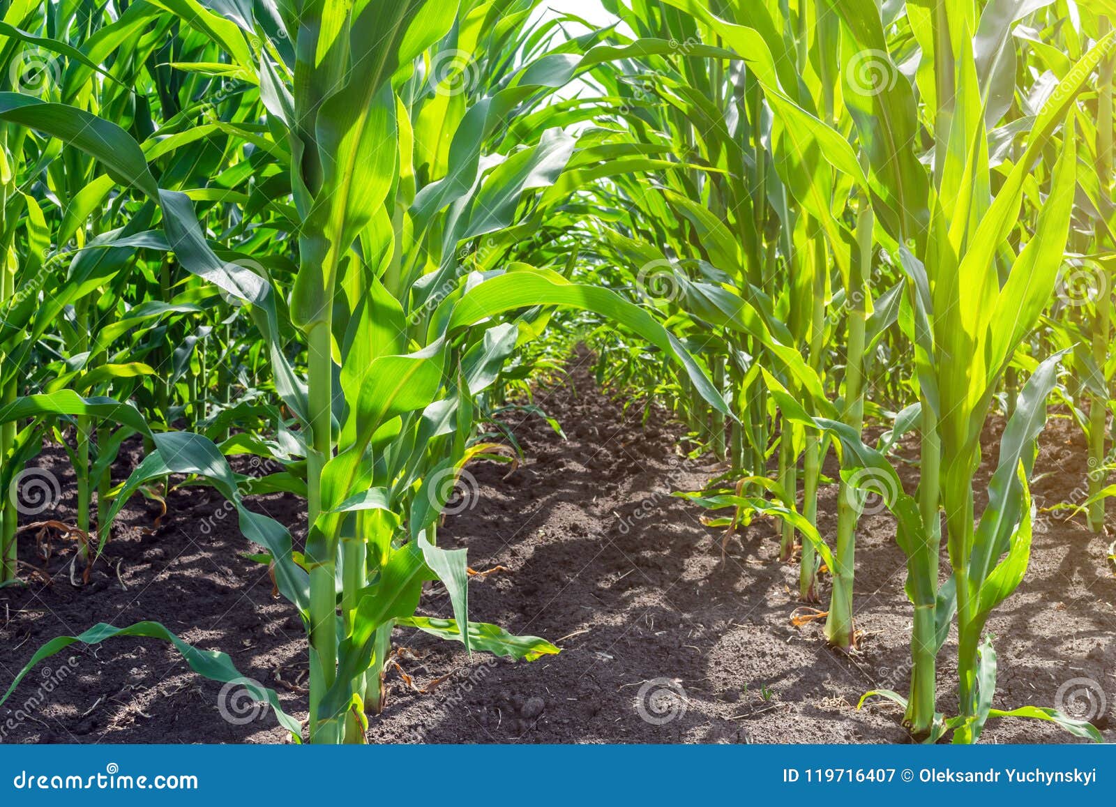 Strong, Even Corn Plants on the Field, in the Phase of the Formation of ...