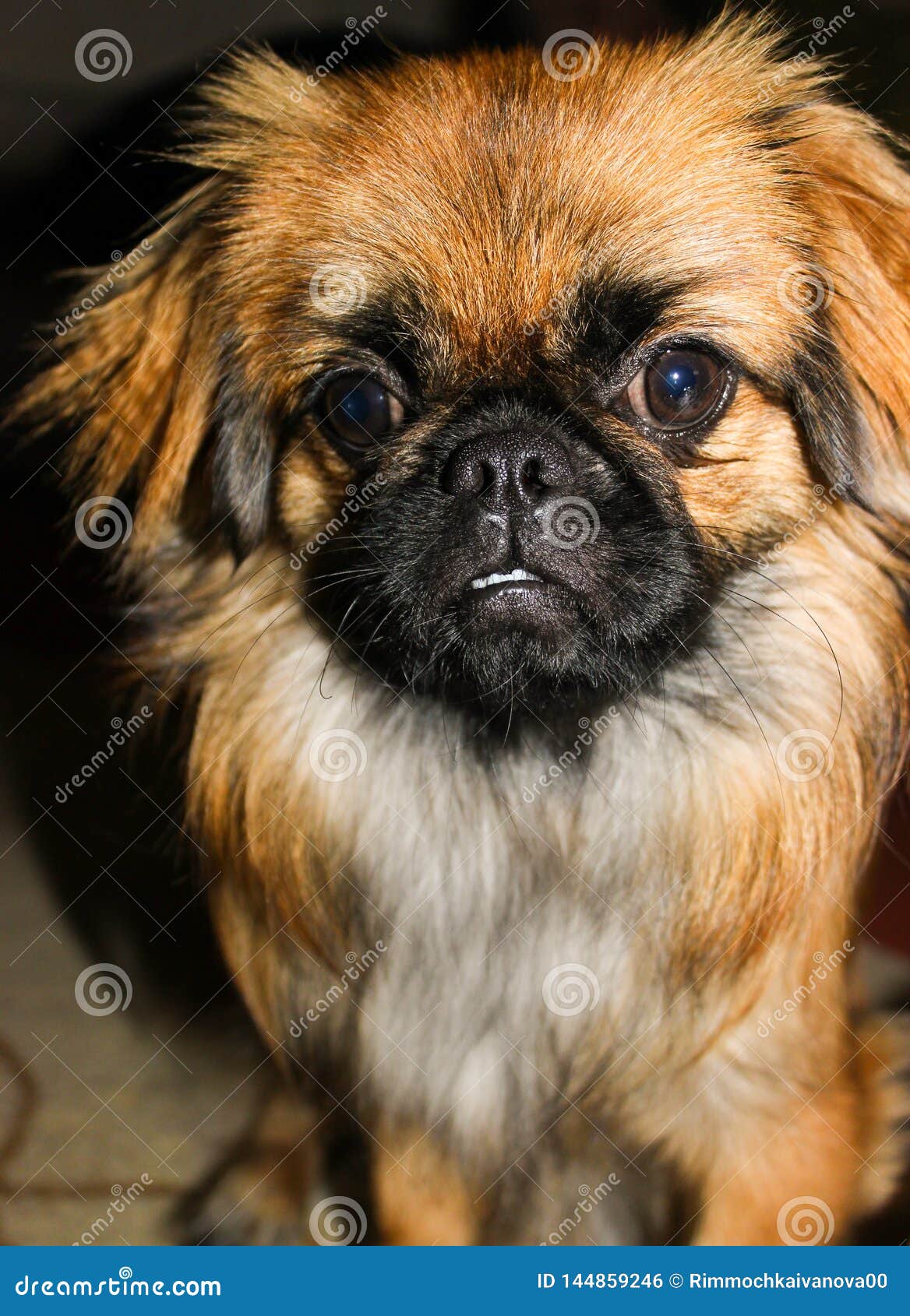 Strong Expression on the Face of a Young Pekingese Stock Photo - Image ...