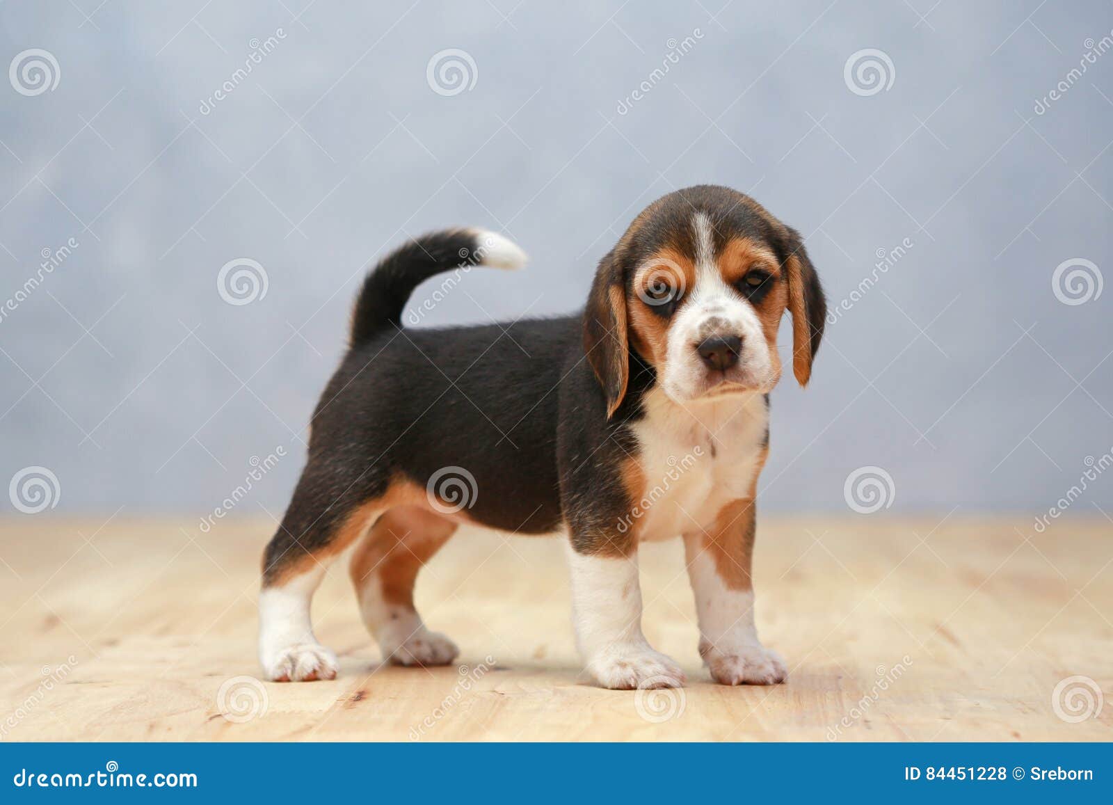 Strong Female Beagle Puppy in Action Stock Photo - Image of breed ...