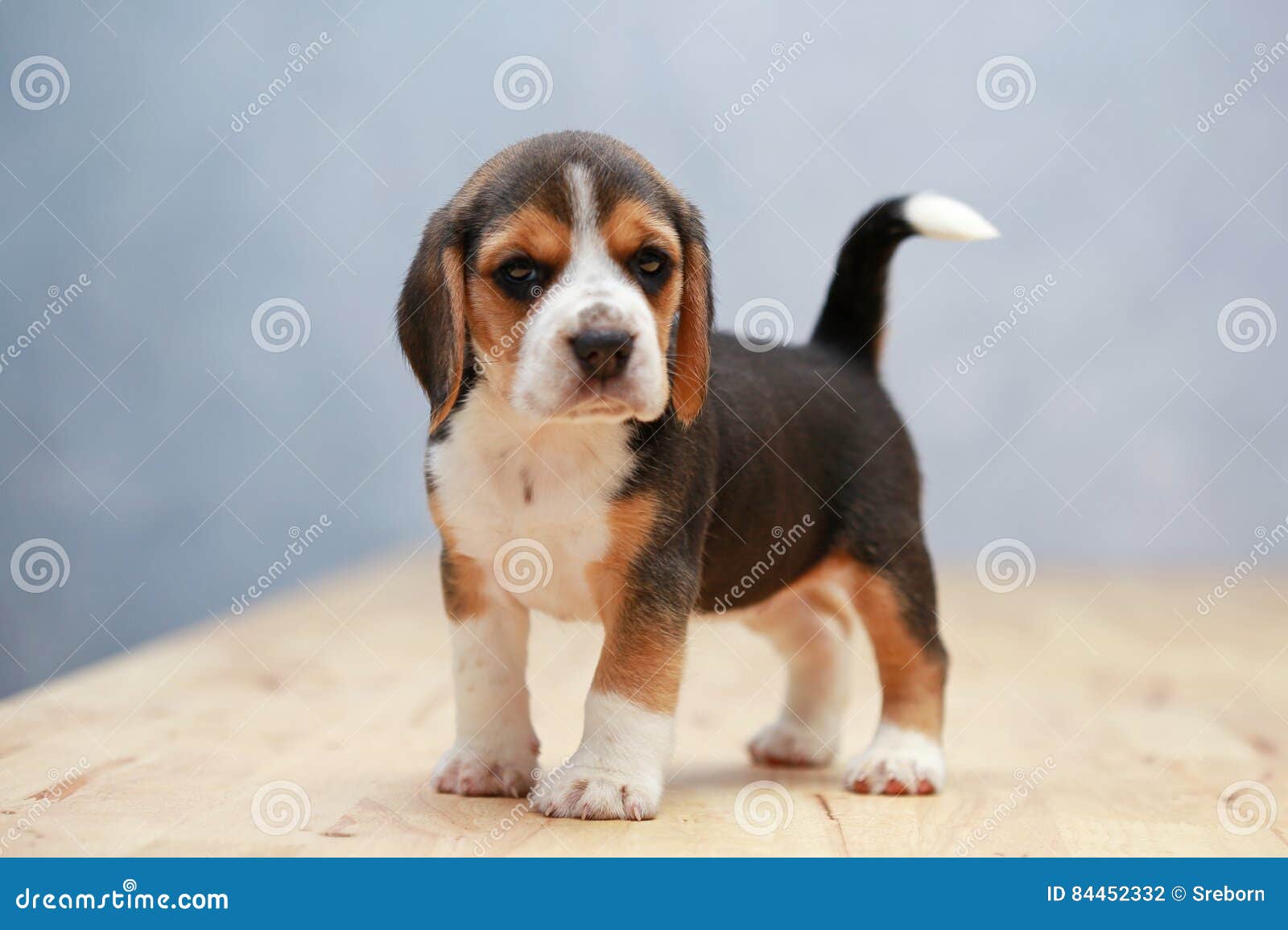 Strong Female Beagle Puppy in Action Stock Photo - Image of side, small ...