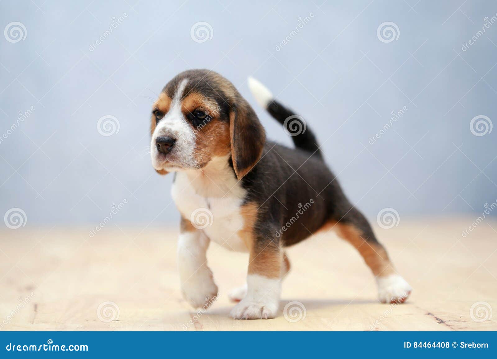 Strong Female Beagle Puppy in Action Stock Photo - Image of side, view ...