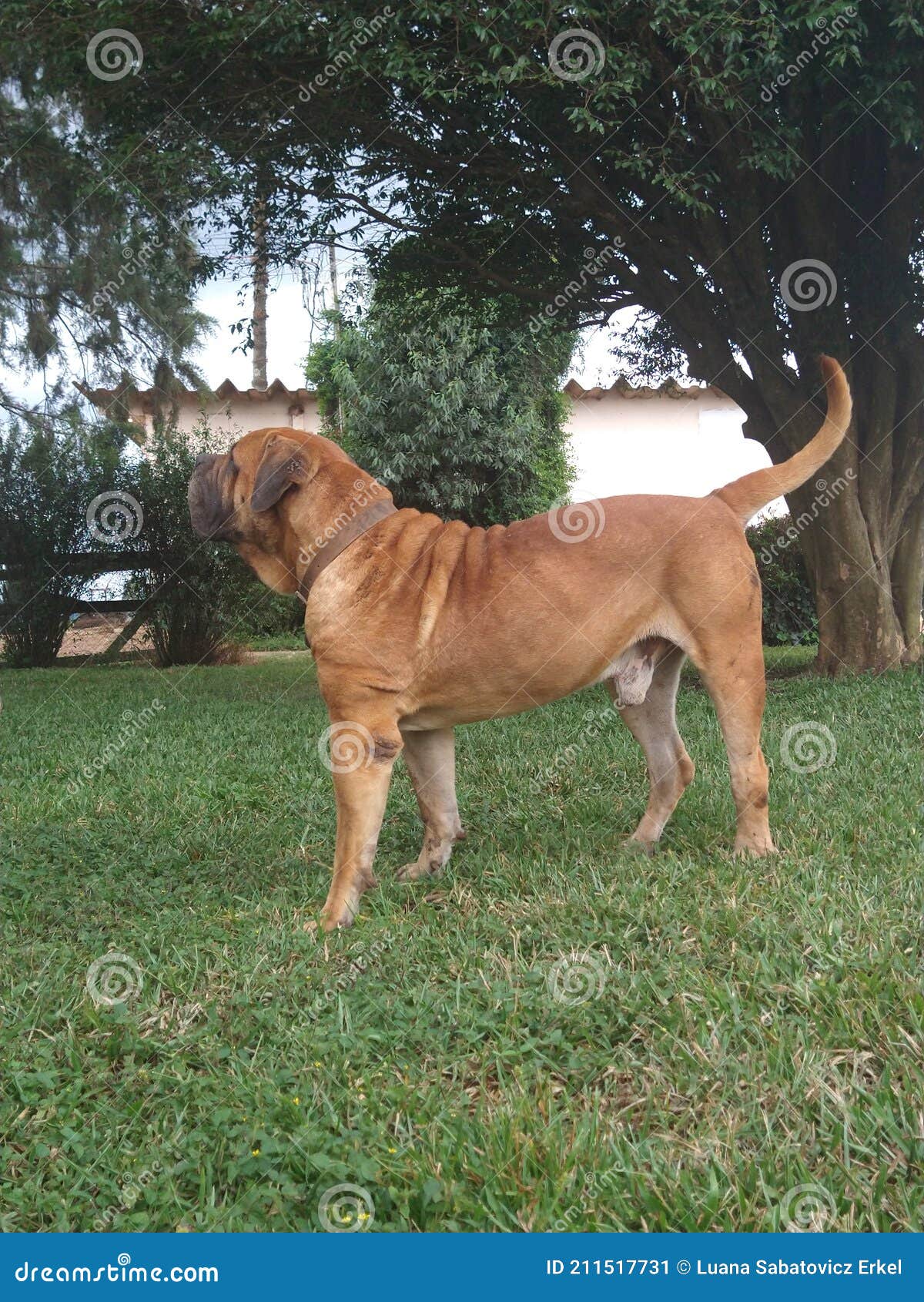 Strong and fierce dog stock image. Image of fierce, puppy - 211517731