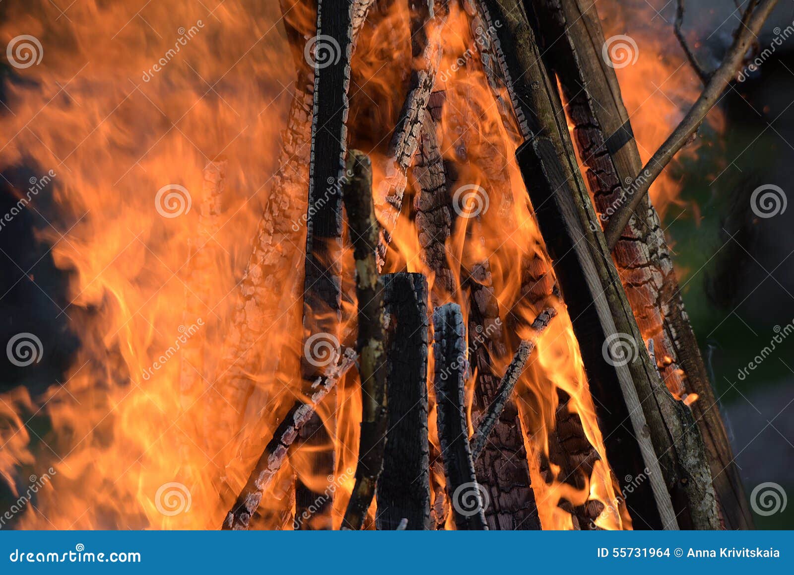 Strong fire flames stock photo. Image of flame, forest - 55731964