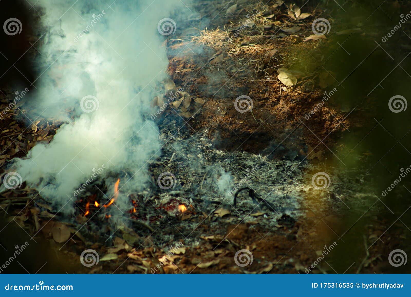 Strong Fire in the Forest stock image. Image of bushfire - 175316535