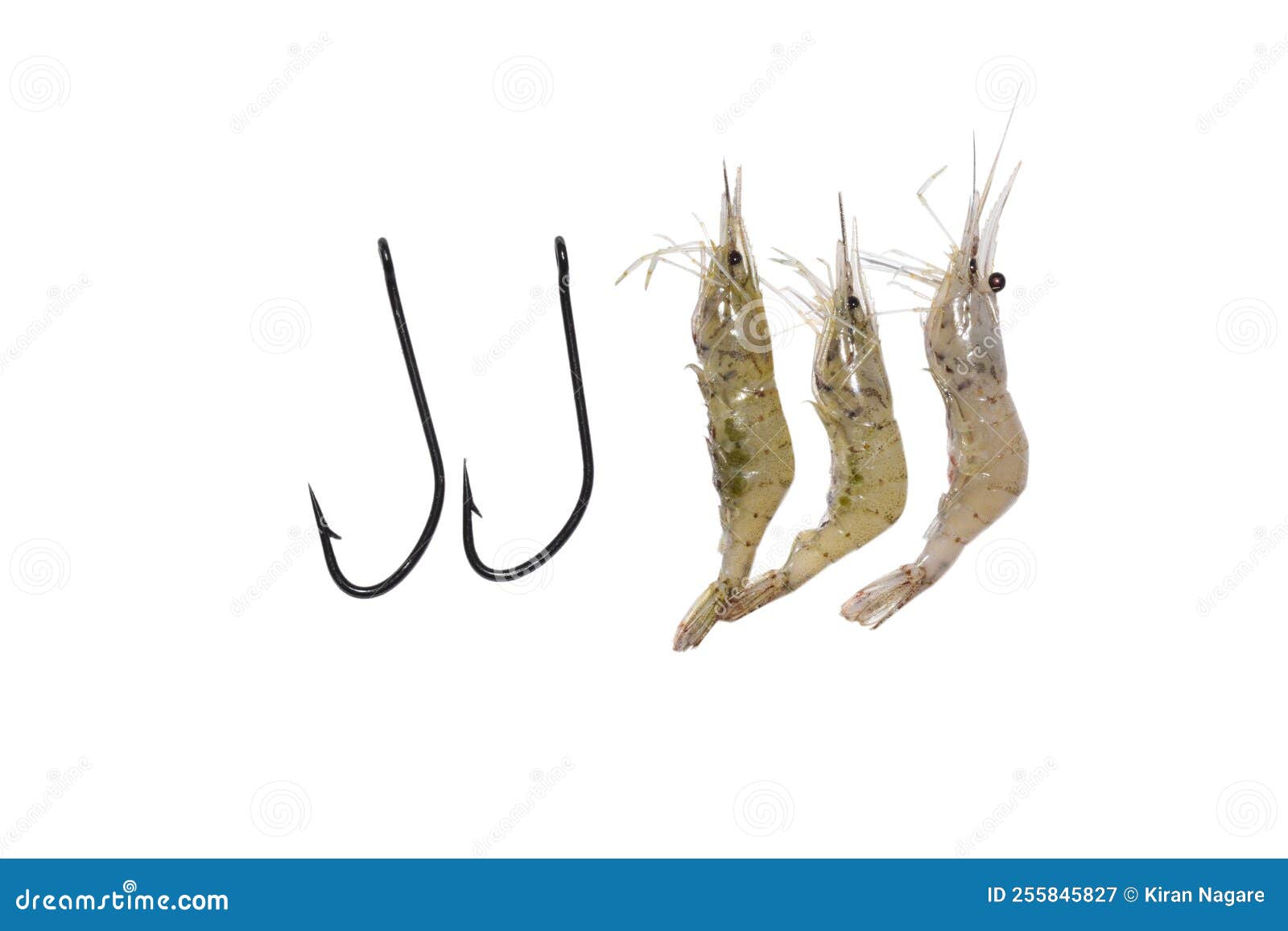 Strong Fishing Hook and Shrimp Stock Image - Image of view, ingredient ...