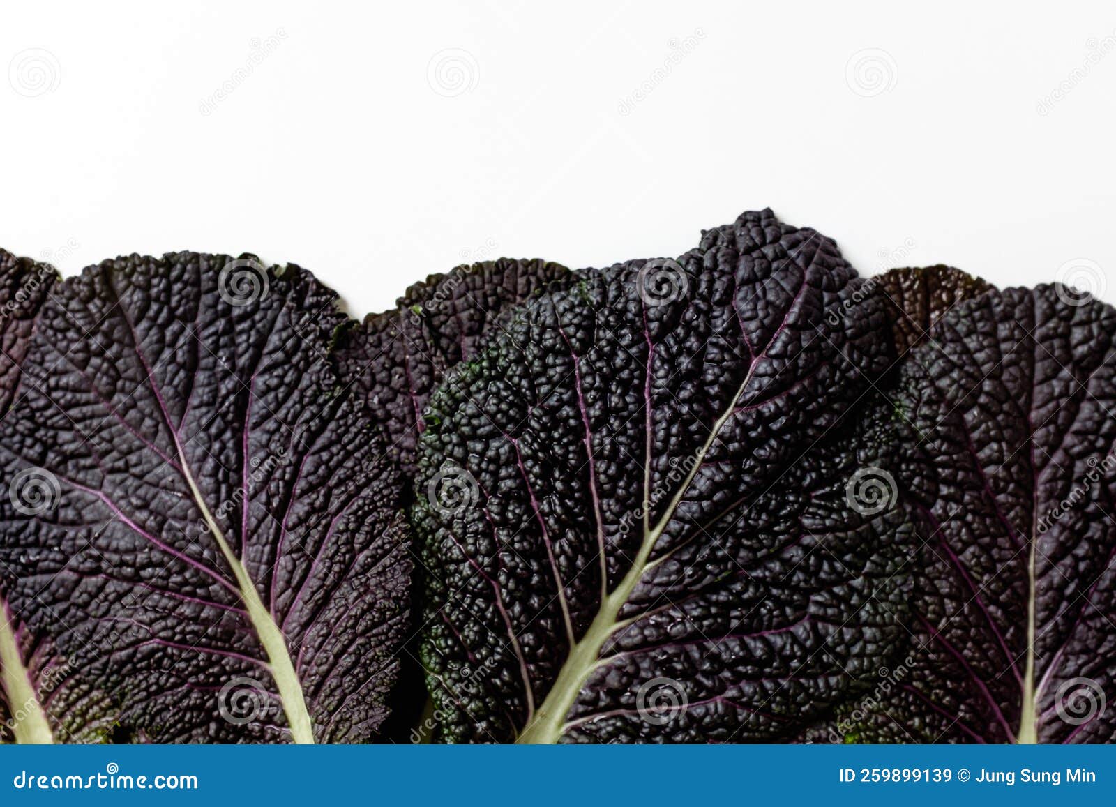 Red Mustard Leaves on a White Background Stock Image - Image of leaf ...