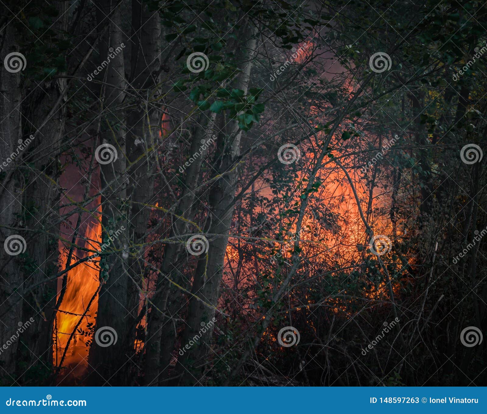 Forest Fire with High Flames Burning Vegetation and Trees in Spring ...
