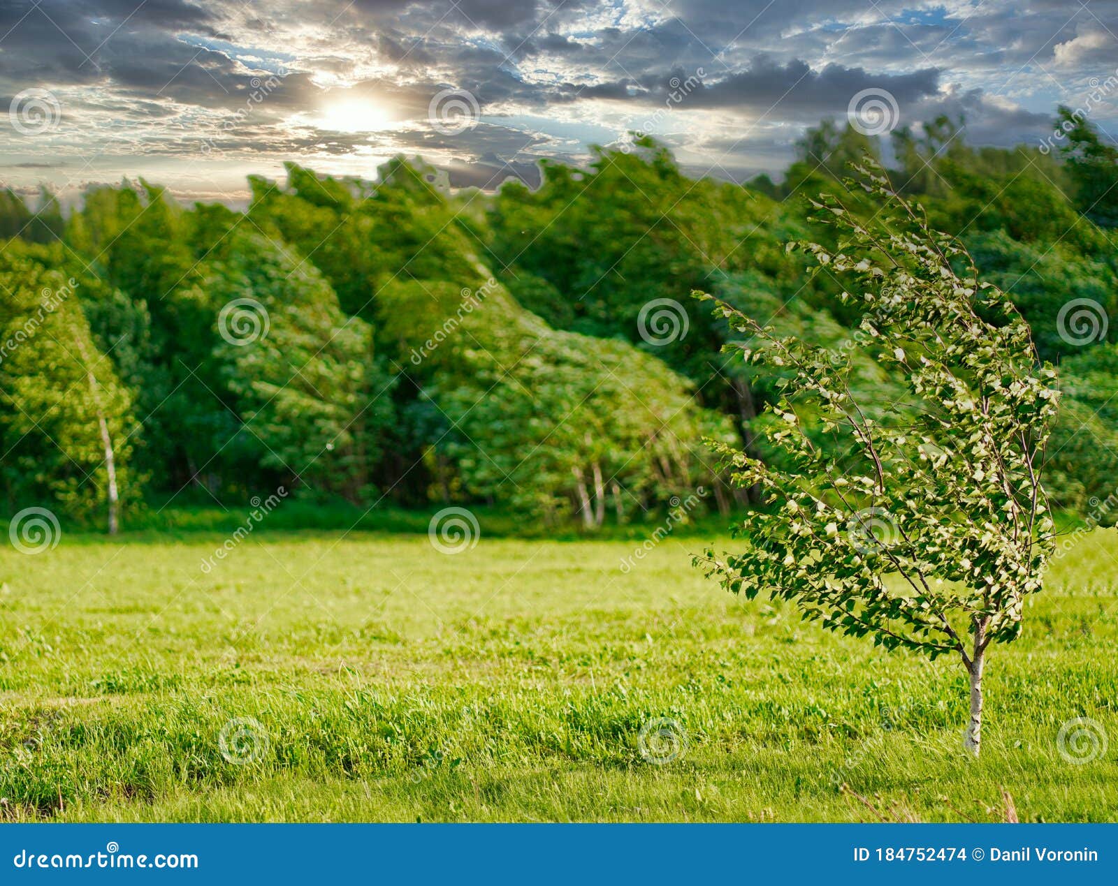 Strong Gale Blows and Bends Green Trees Stock Photo - Image of pressure ...