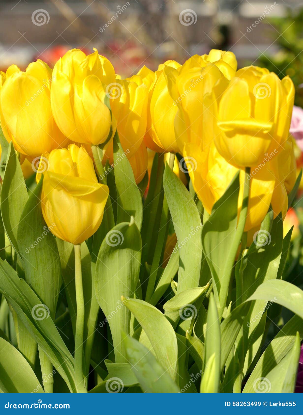 Strong Gold Tulip stock image. Image of grow, beauty - 88263499