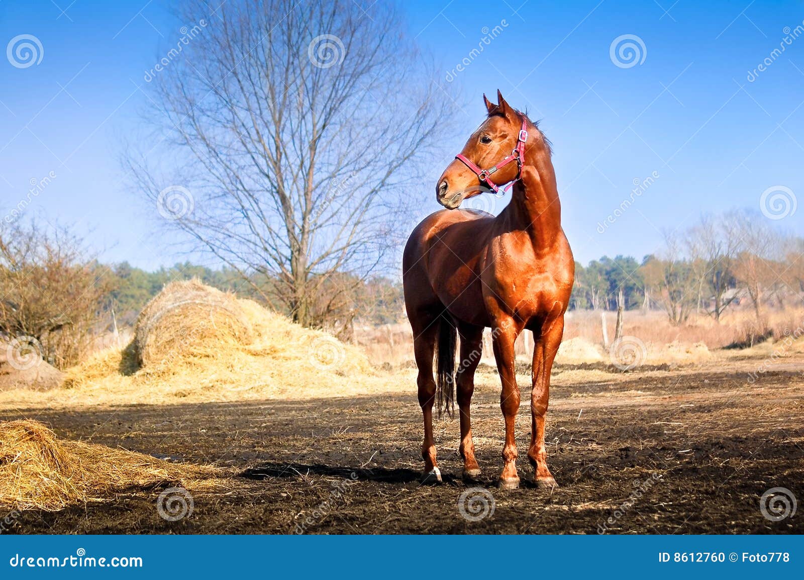 Strong and graceful horse stock photo. Image of nature - 8612760