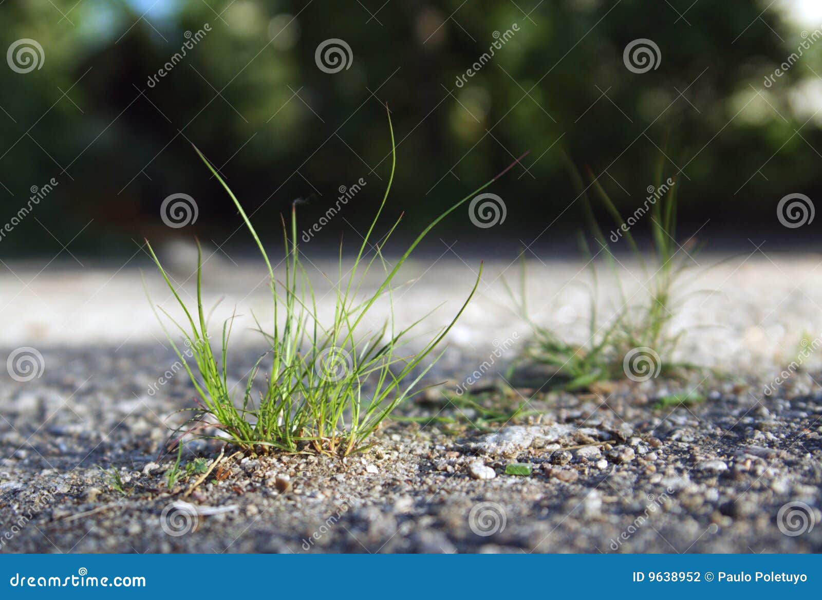 Strong Grass Growing from Asphalt Stock Photo - Image of strong, leaf ...