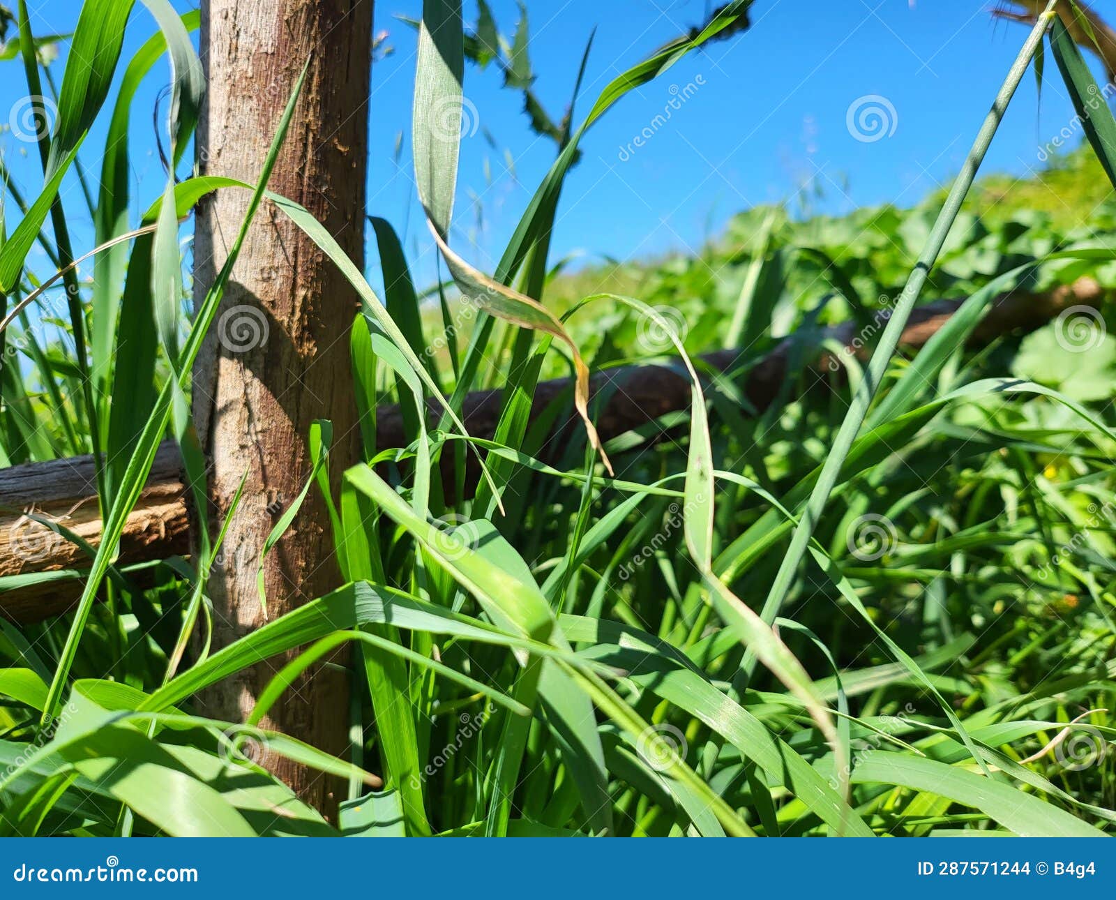 The strong green of nature stock photo. Image of soil - 287571244