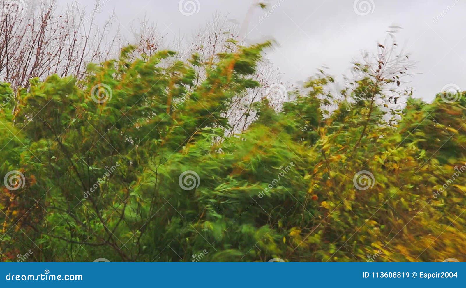 Strong Wind Tear the Branches of Trees. Stock Video - Video of blue ...