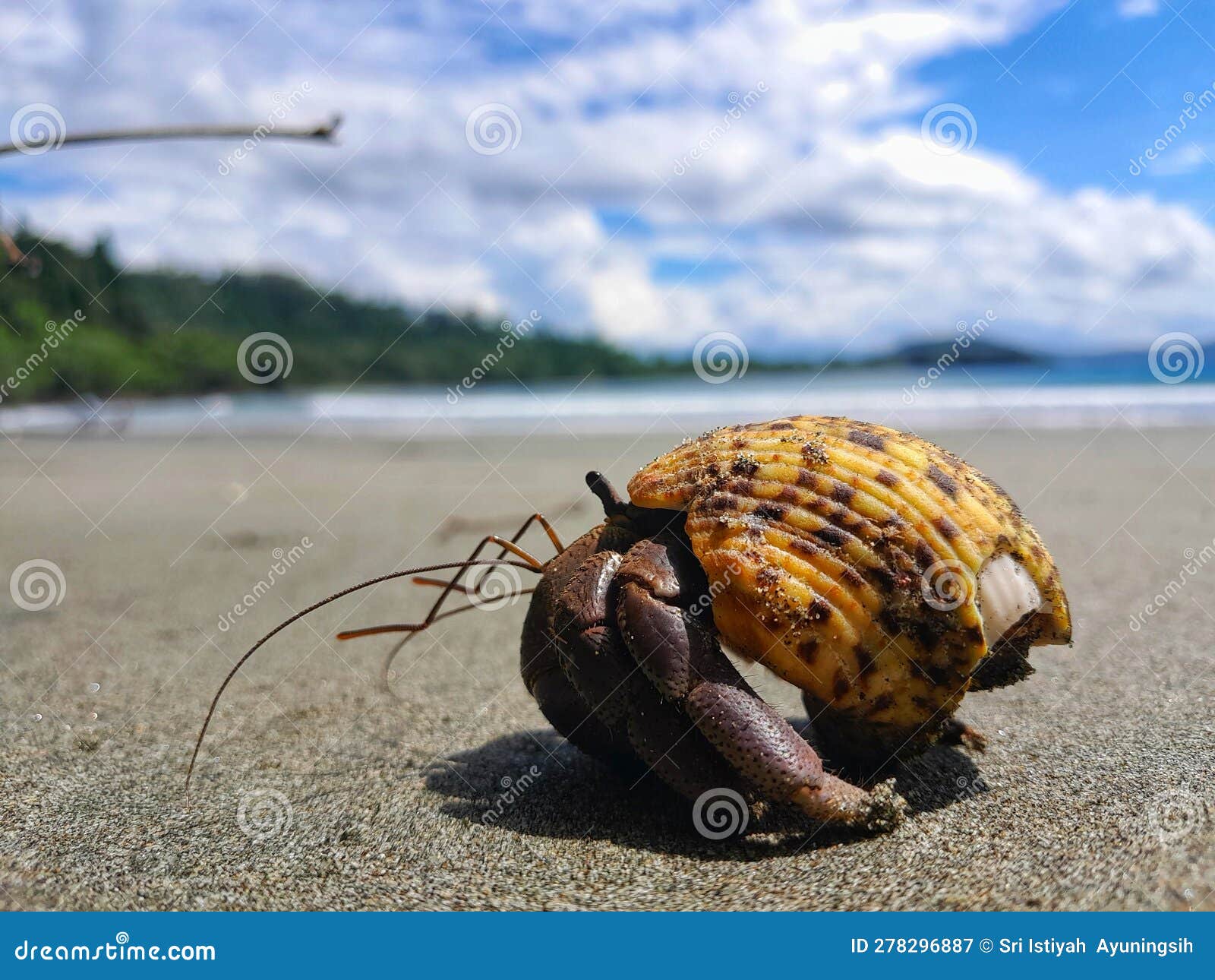Strong hermit crab stock image. Image of broken, hermit - 278296887