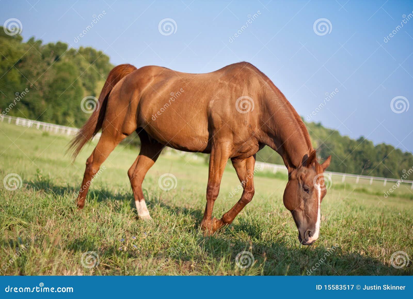 Strong Horse stock image. Image of morning, peaceful - 15583517
