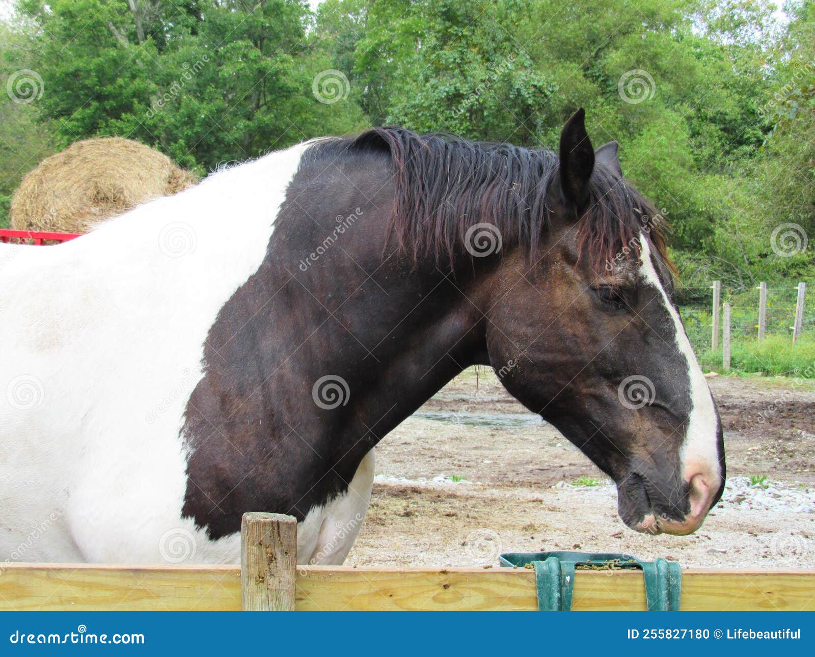 Strong horse stock photo. Image of mare, stallion, mane - 255827180