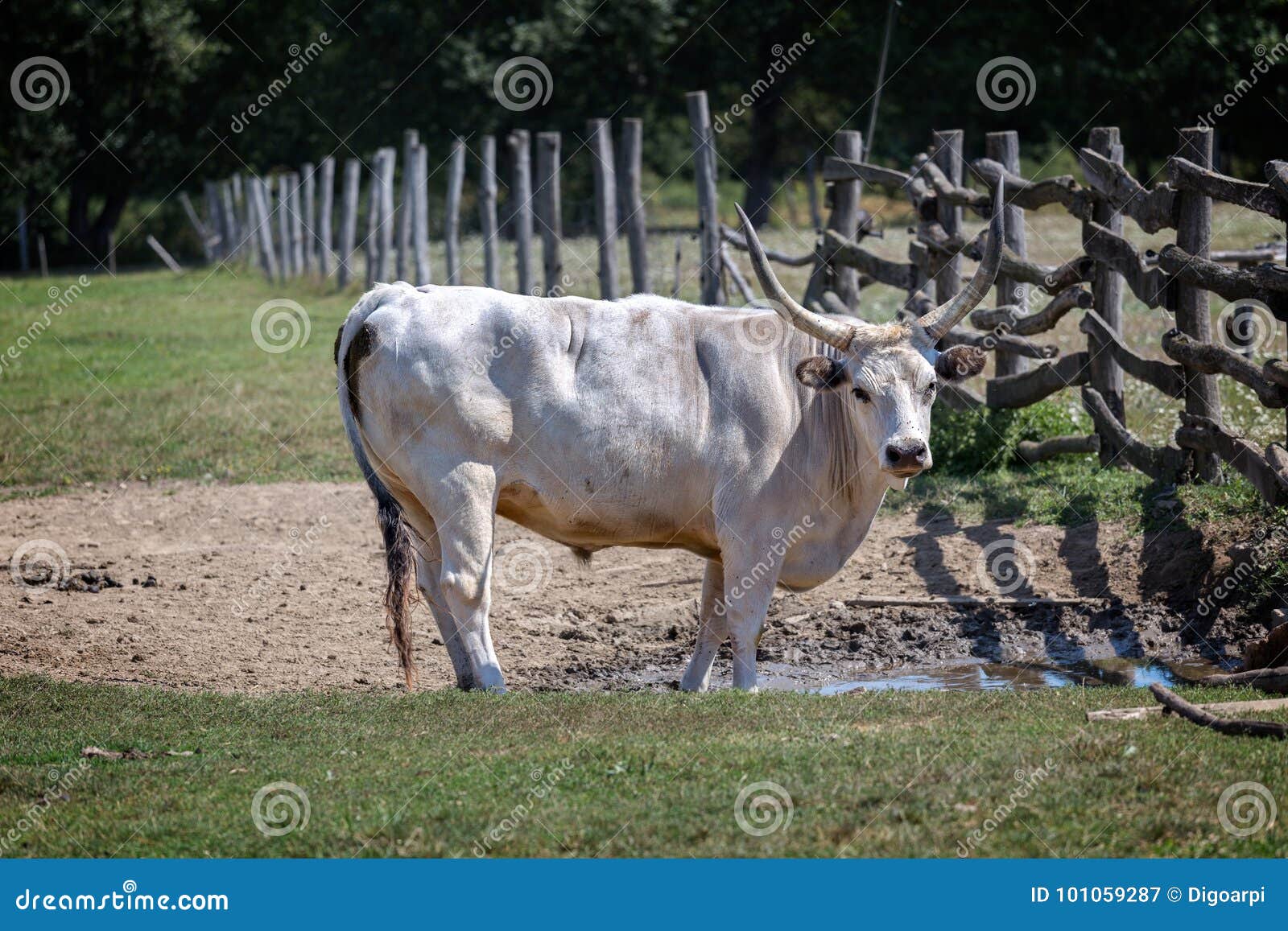 Bull In Field Warning Sign Royalty-Free Stock Image | CartoonDealer.com ...