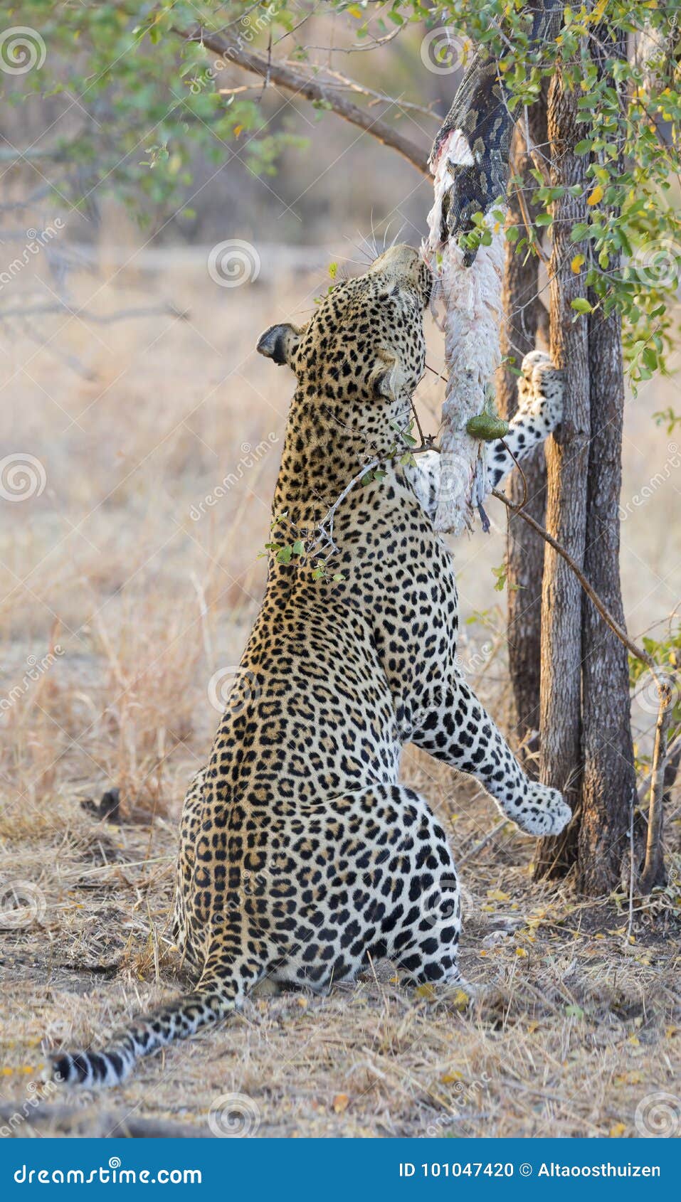 Strong and Hungry Leopard Catch a Rock Python Stock Photo - Image of ...
