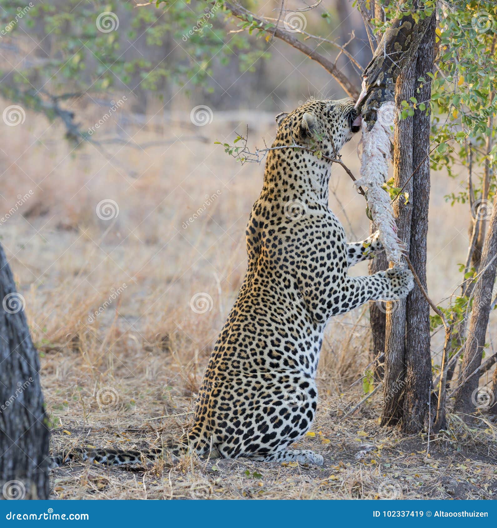 Strong and Hungry Leopard Catch a Rock Python Stock Image - Image of ...
