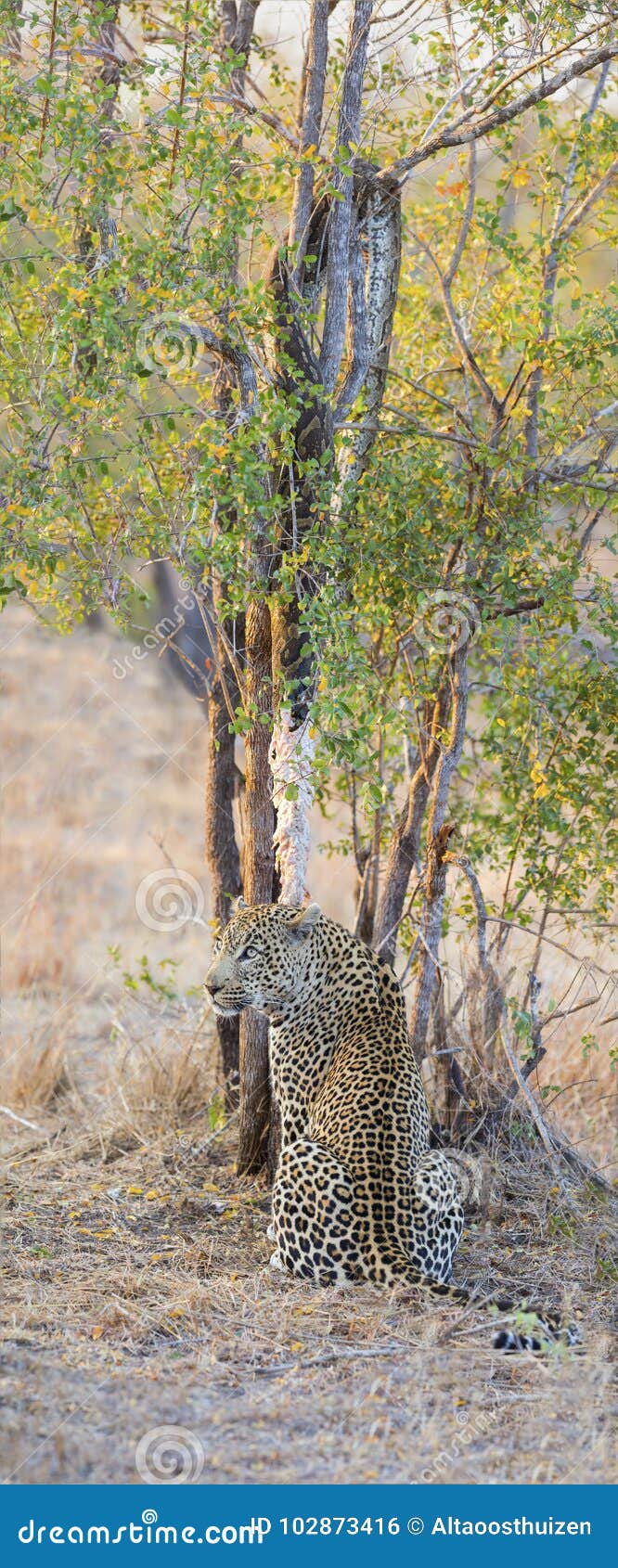 Strong and Hungry Leopard Catch a Rock Python Stock Photo - Image of ...
