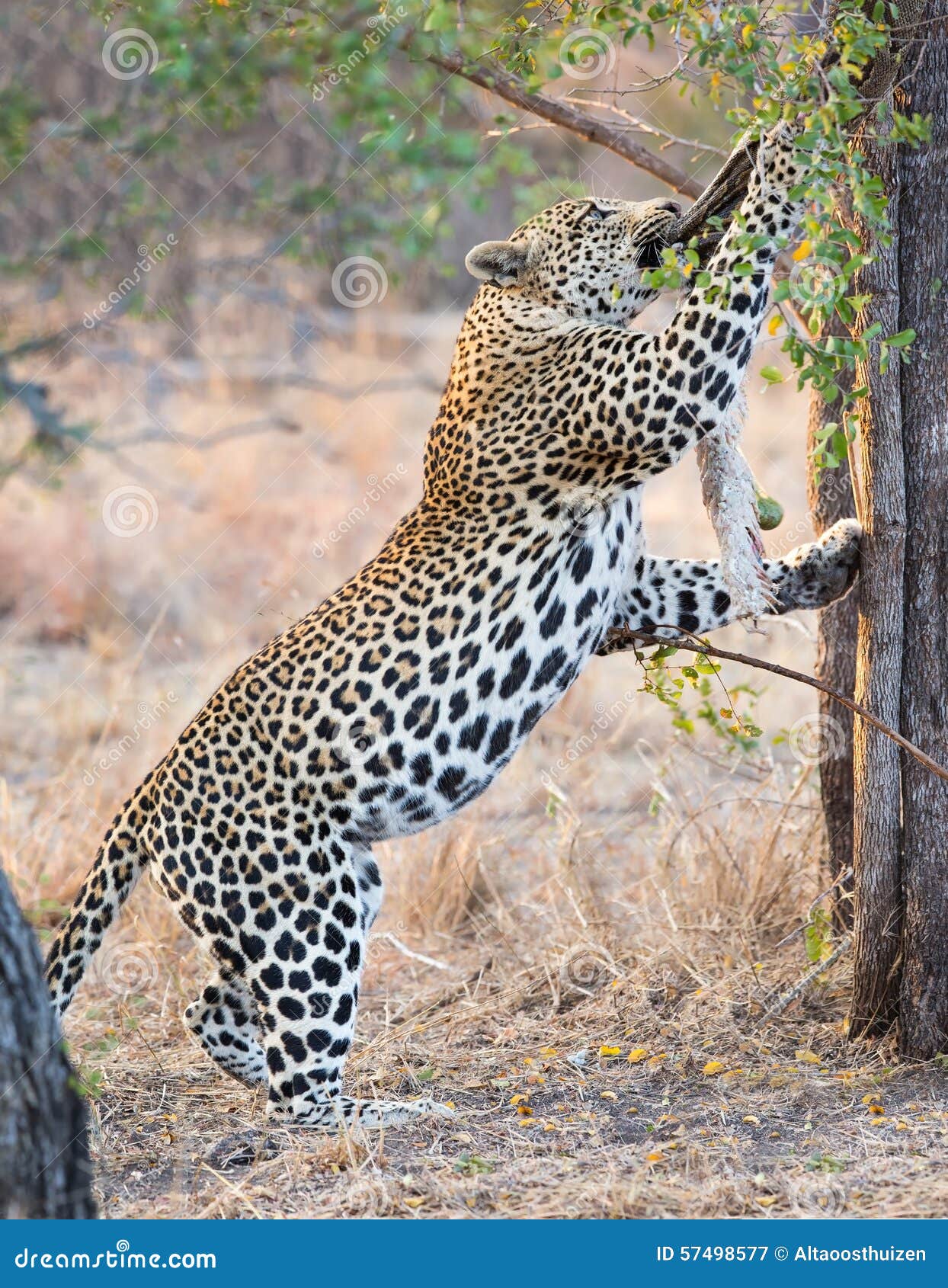 Strong and Hungry Leopard Catch a Rock Python To Eat Stock Image ...