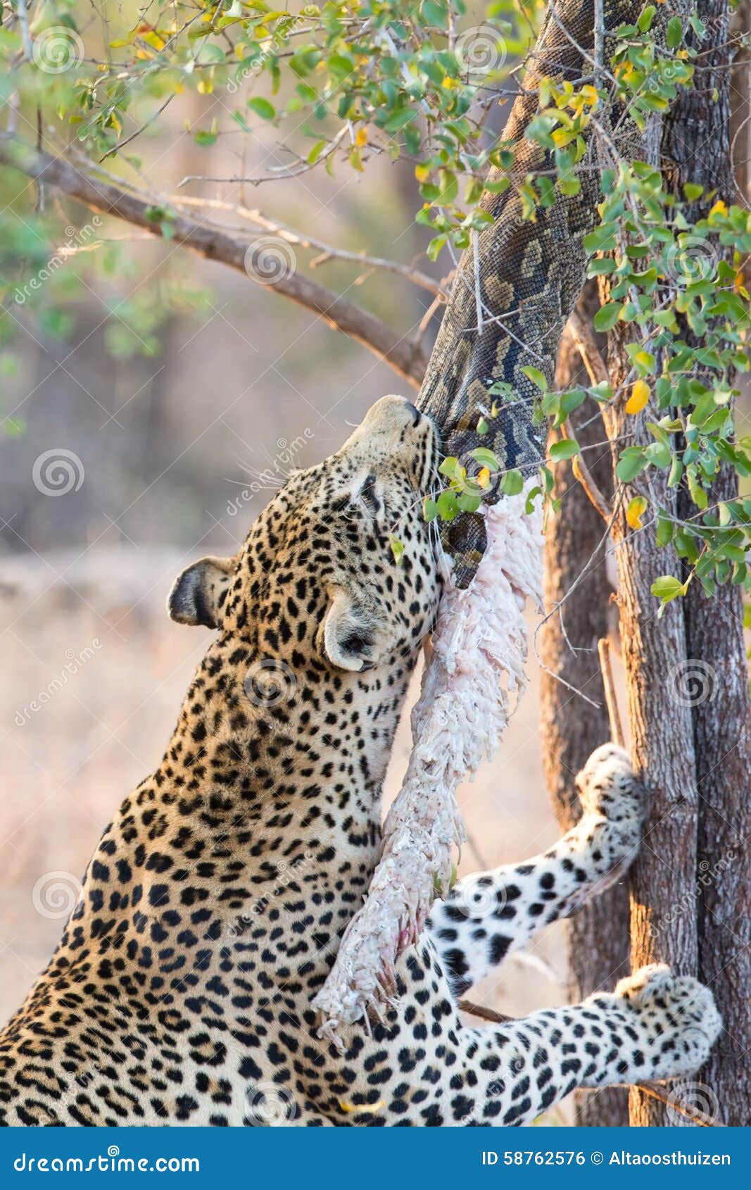 Strong and Hungry Leopard Catch a Rock Python To Eat Stock Photo ...