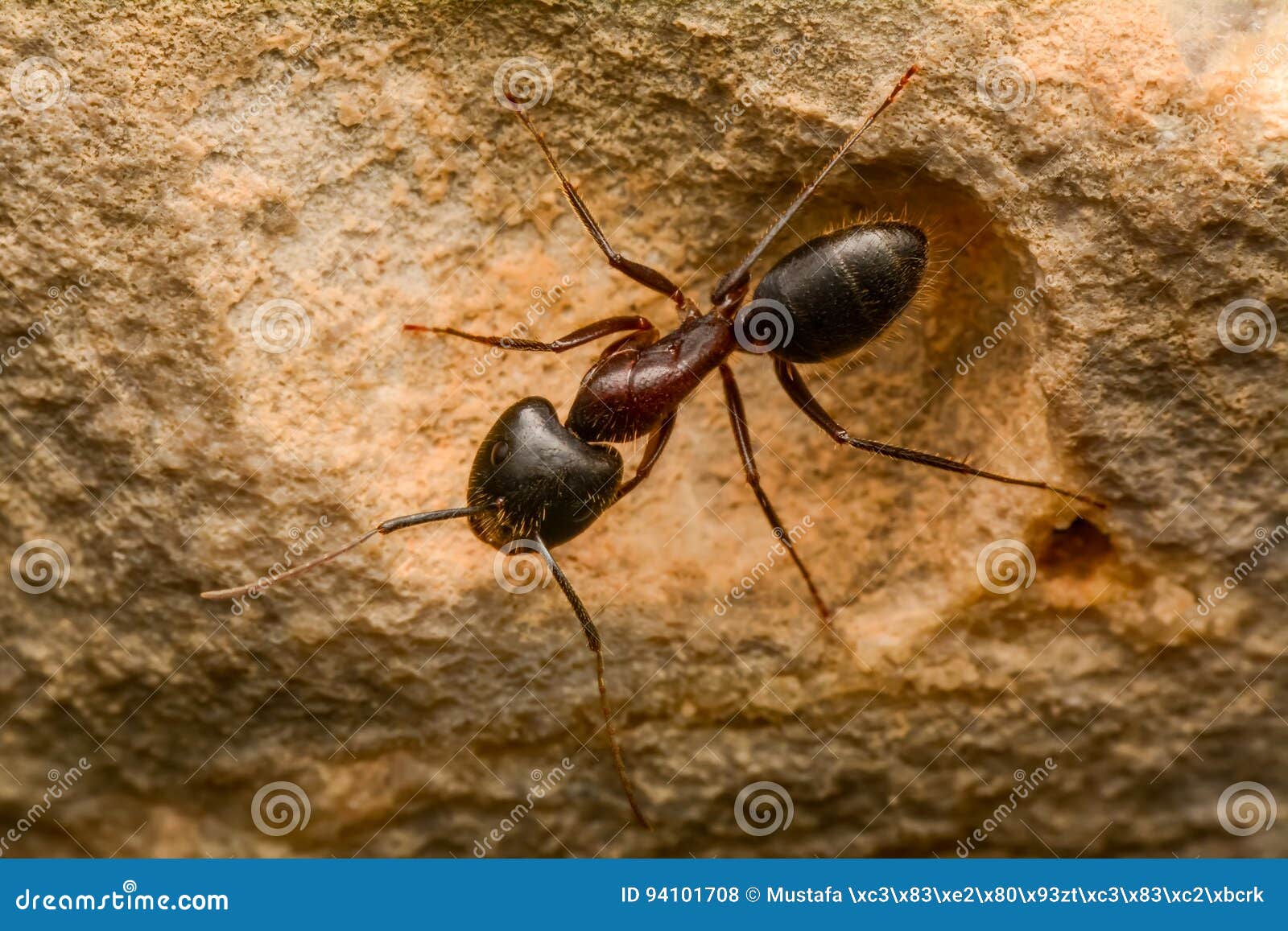 Strong Ant Stock Photos - Royalty Free Stock Images