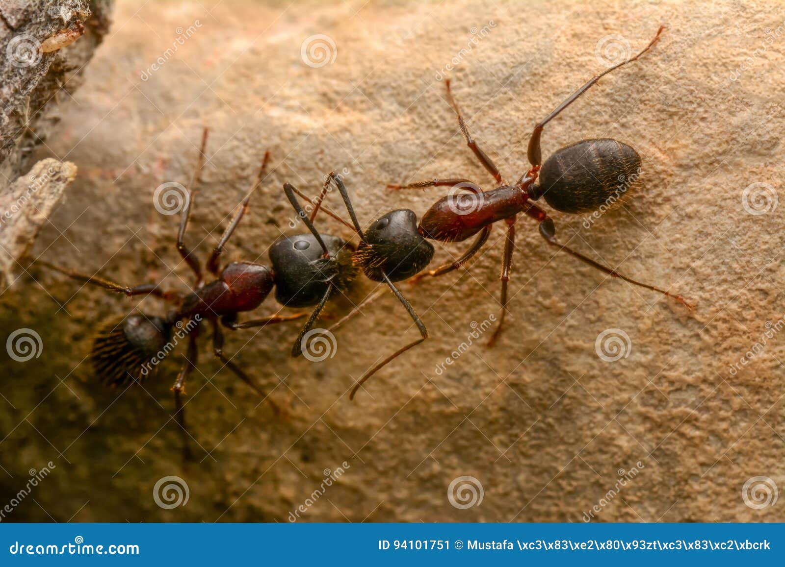Strong Jaws of Red Ant Close-up Stock Image - Image of power, green ...