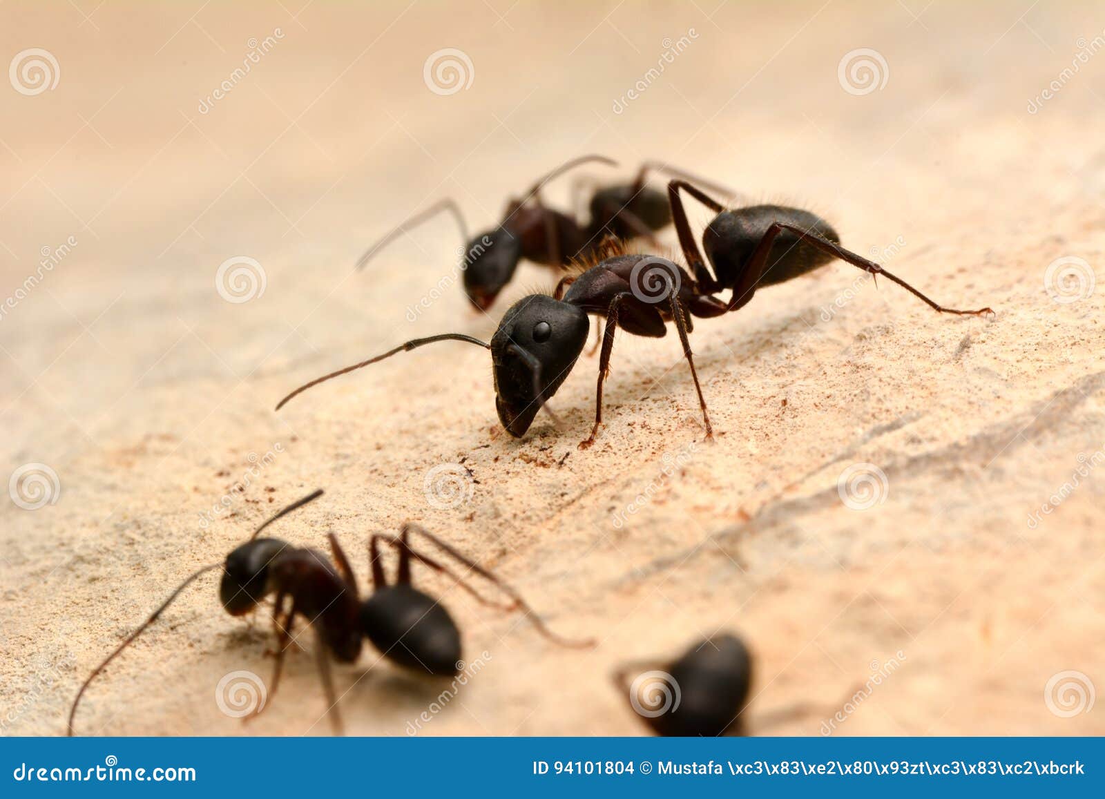 Strong Jaws of Red Ant Close-up Stock Photo - Image of orange, single ...