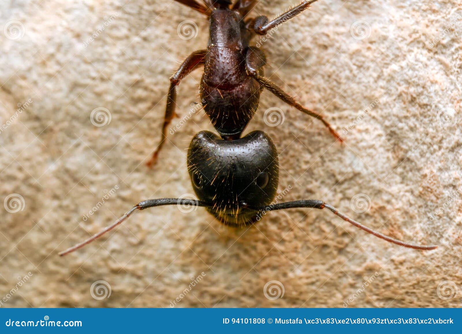 Strong Jaws of Red Ant Close-up Stock Photo - Image of damage, insect ...