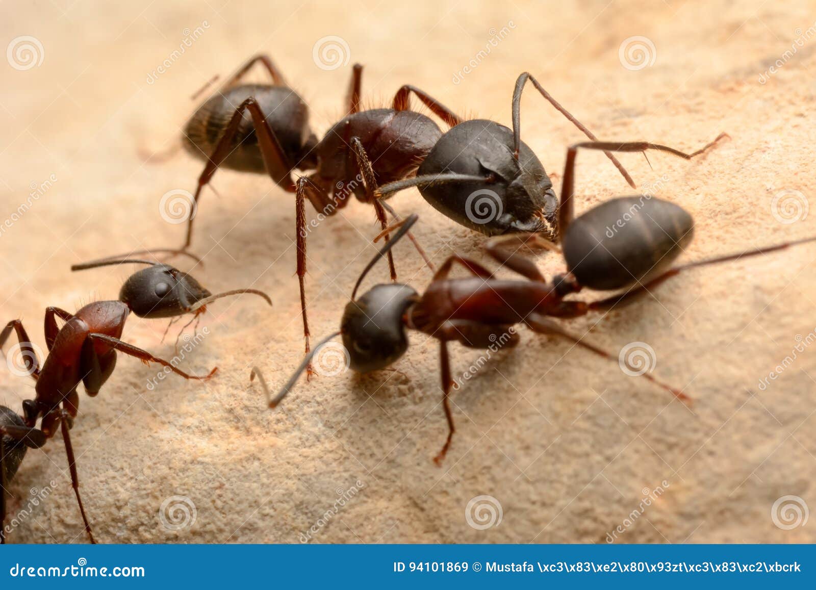 Strong Jaws of Red Ant Close-up Stock Image - Image of small, natural ...
