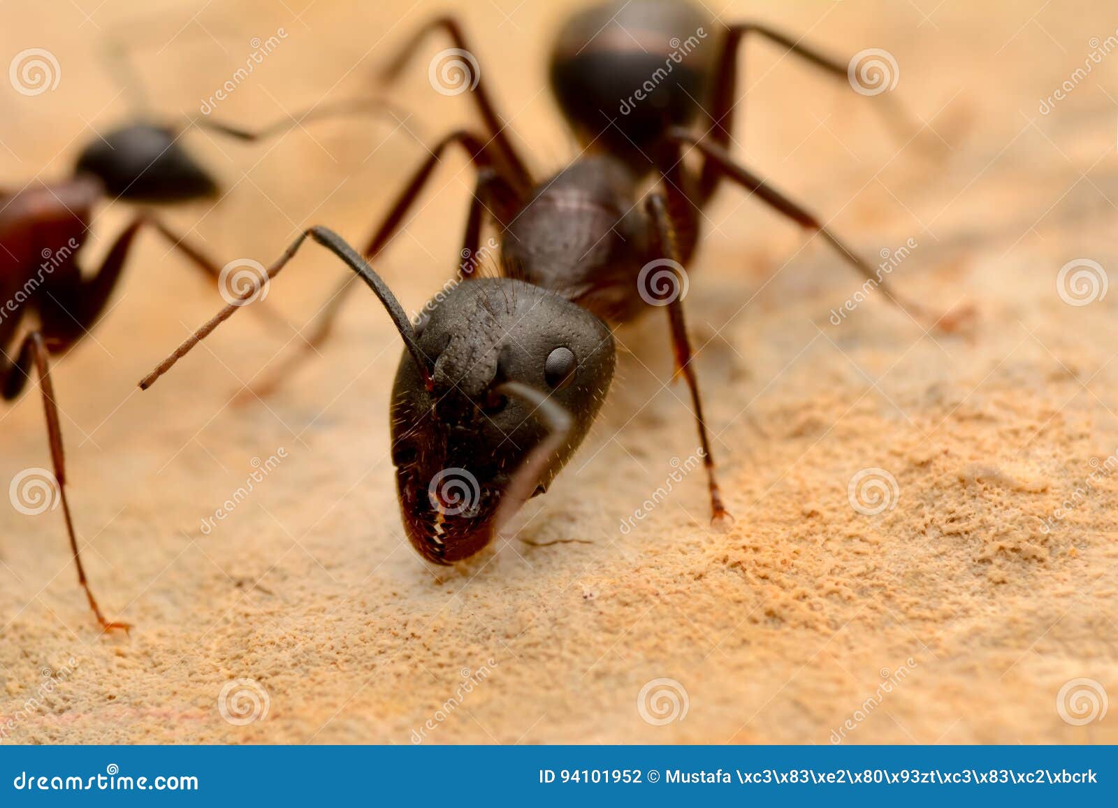Strong Jaws of Red Ant Close-up Stock Photo - Image of building, square ...