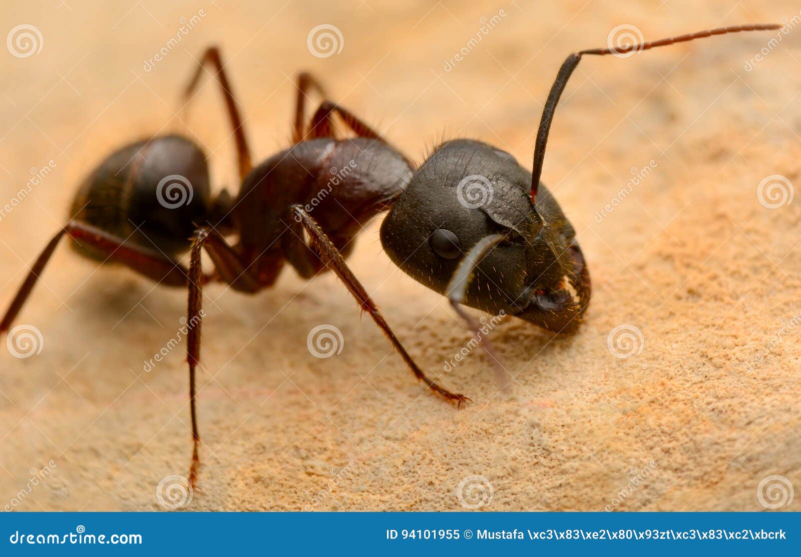 Strong Jaws of Red Ant Close-up Stock Image - Image of close, foliage ...