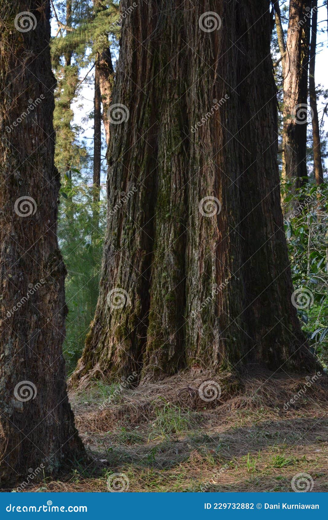 Strong just like trees stock photo. Image of like, rock - 229732882