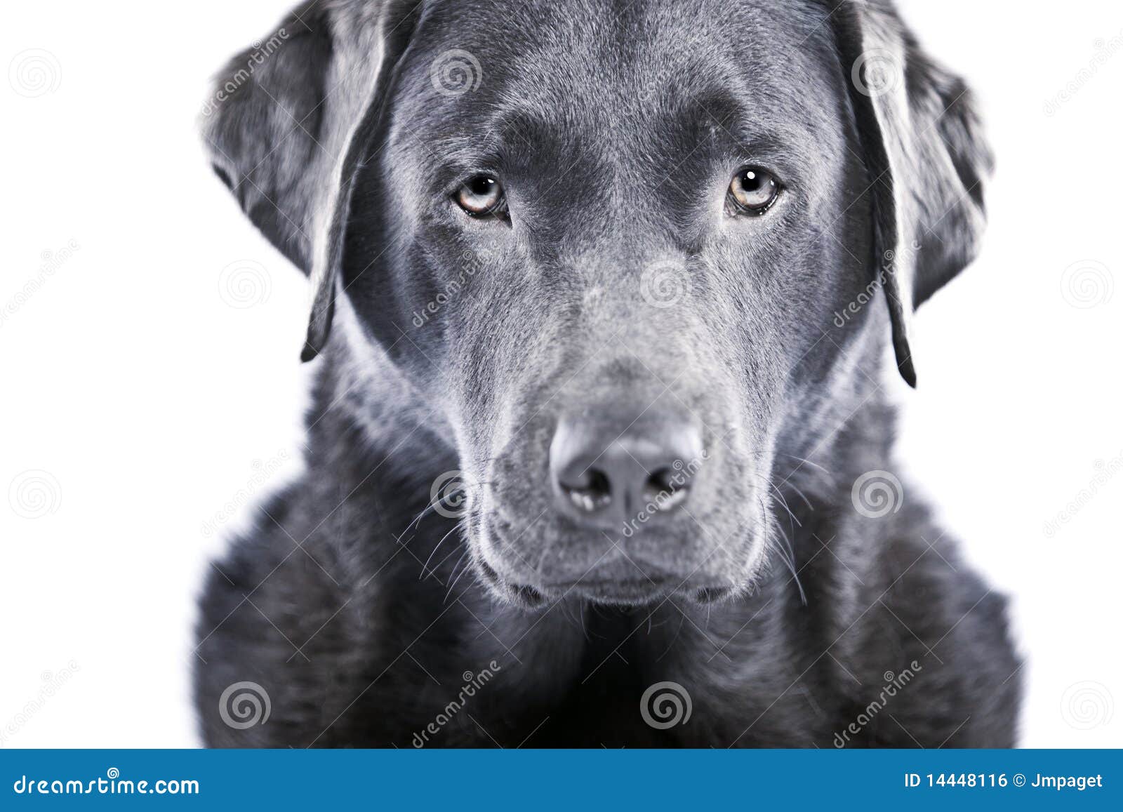 Strong Labrador Against White Background Stock Photo - Image of ...