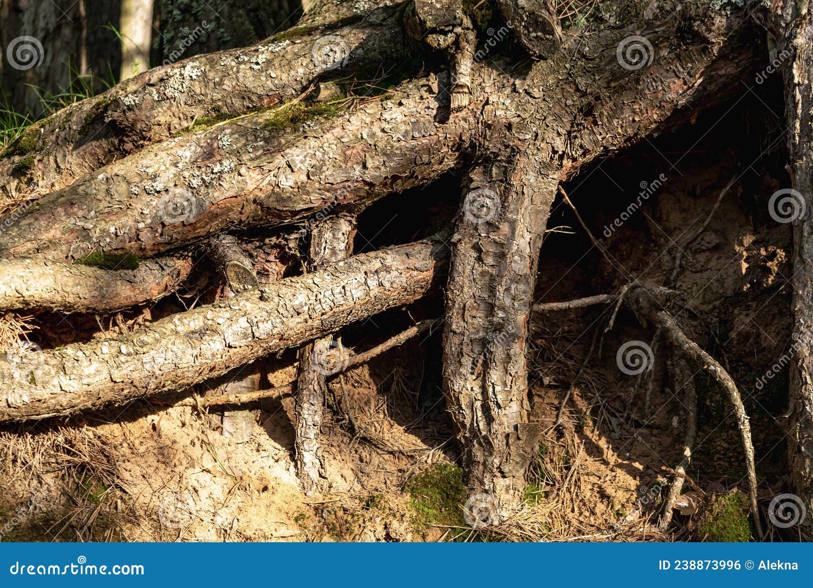 Strong Large Roots of an Old Tree on the Surface of the Earth Stock ...