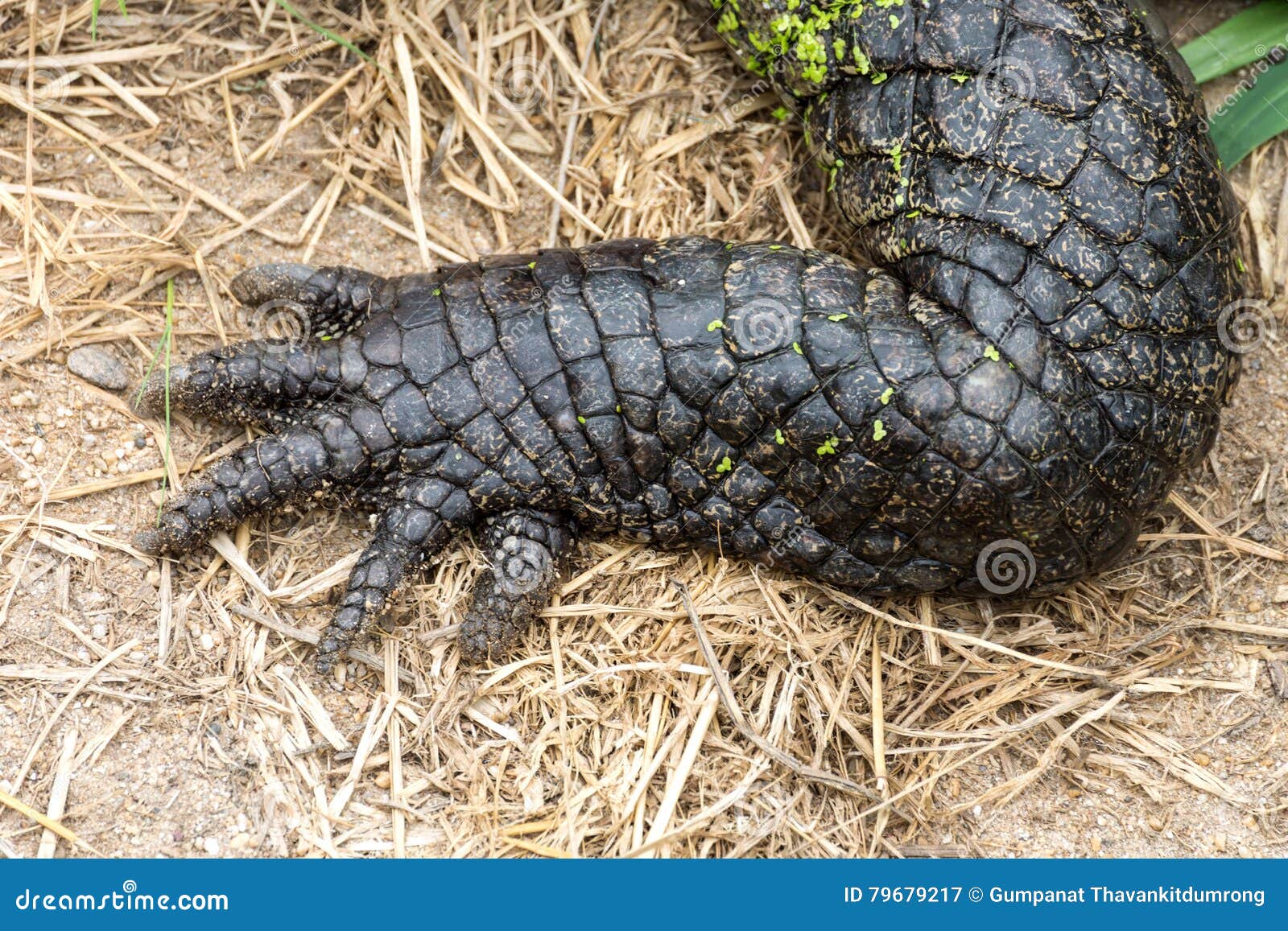 Strong Leg of Wildlife Crocodile. Stock Image - Image of excellerate ...