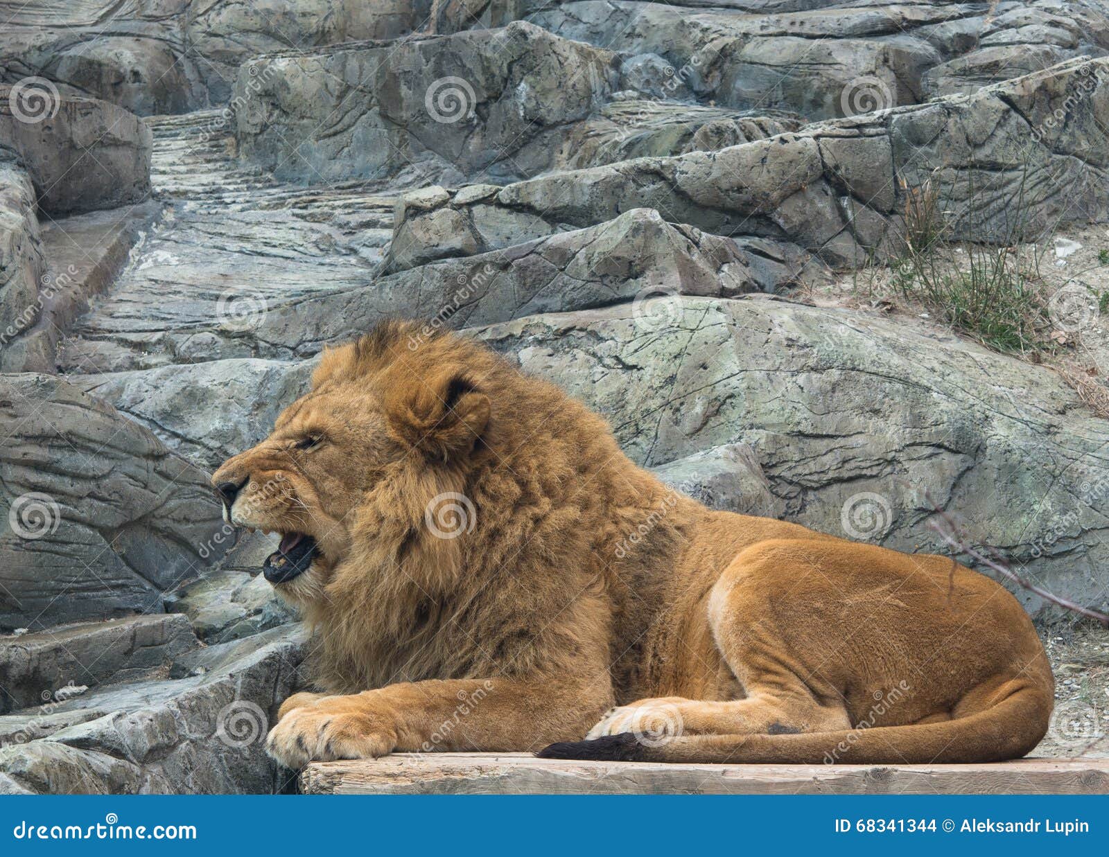 Strong lion lies stock photo. Image of resting, nature - 68341344