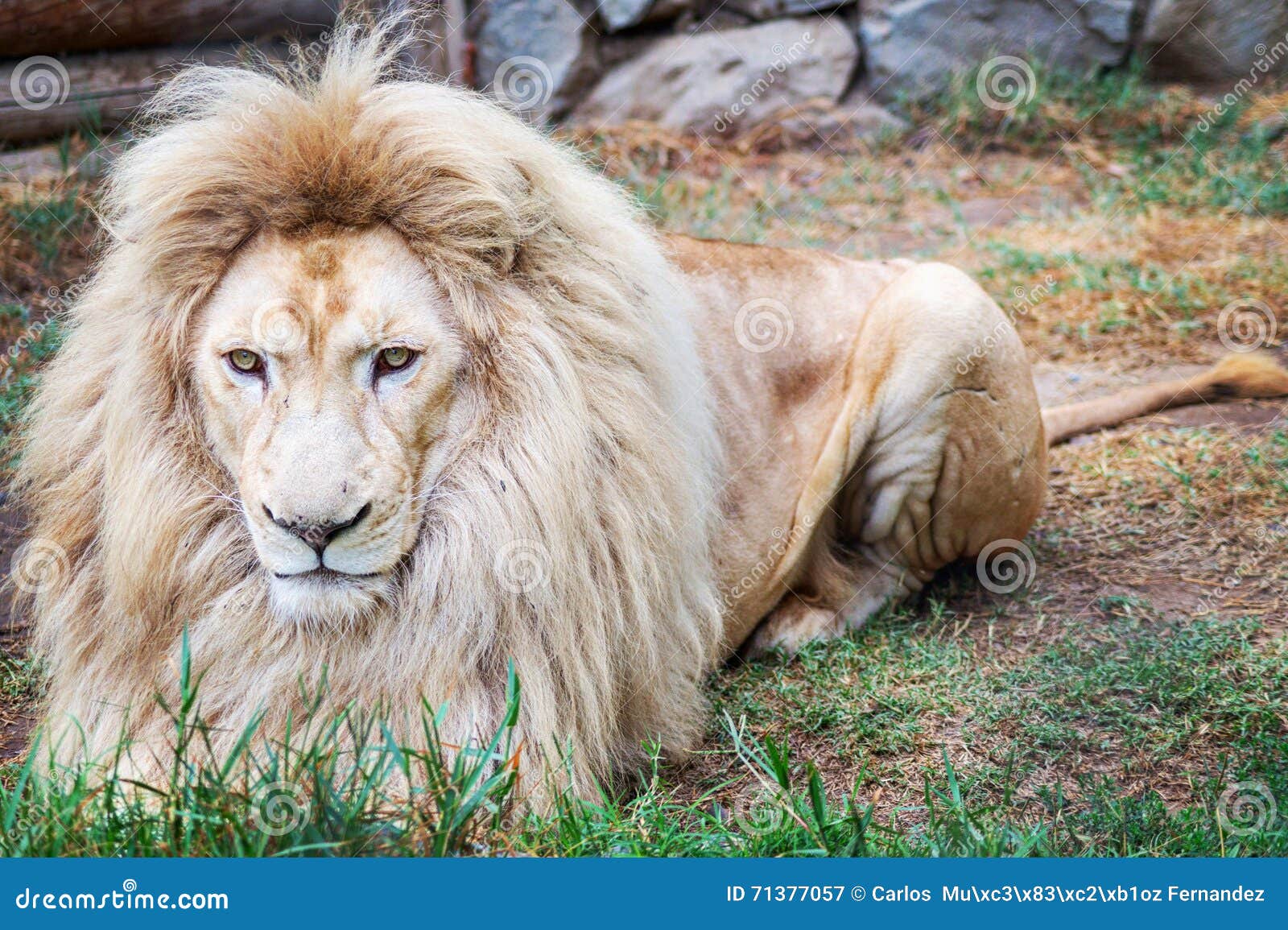 Strong lion stock image. Image of portrait, strong, hunt - 71377057