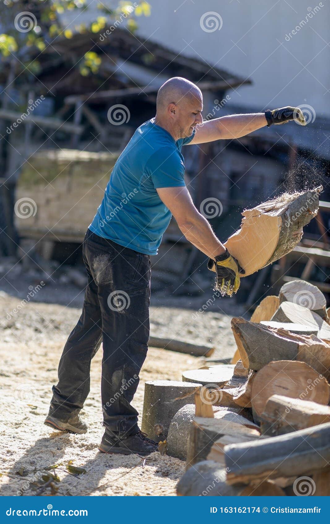 Lumberjack Carrying a Big Beech Log To Split Stock Photo - Image of ...