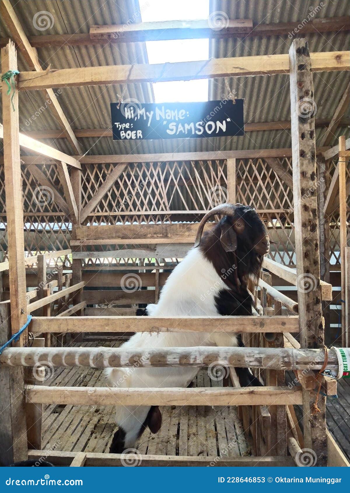 Strong Goat Royalty-Free Stock Photo | CartoonDealer.com #102656379